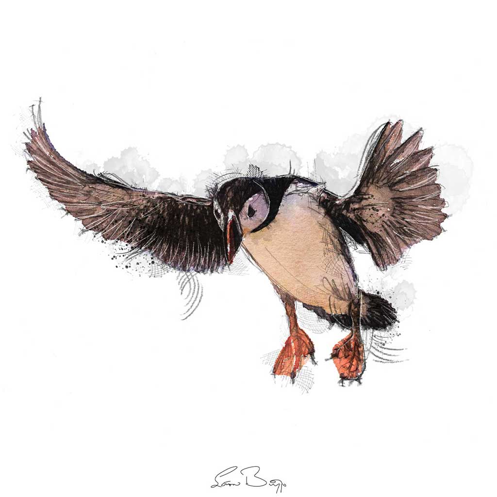 Puffin flight colour sketch | SeanBriggs