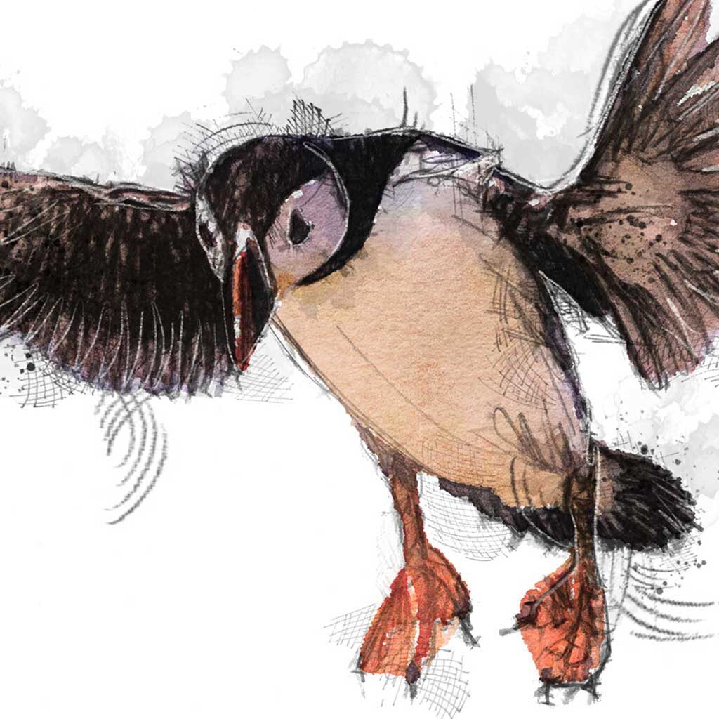 Puffin flight colour sketch | SeanBriggs