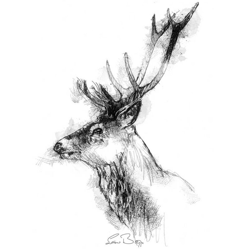 red deer sketch | SeanBriggs