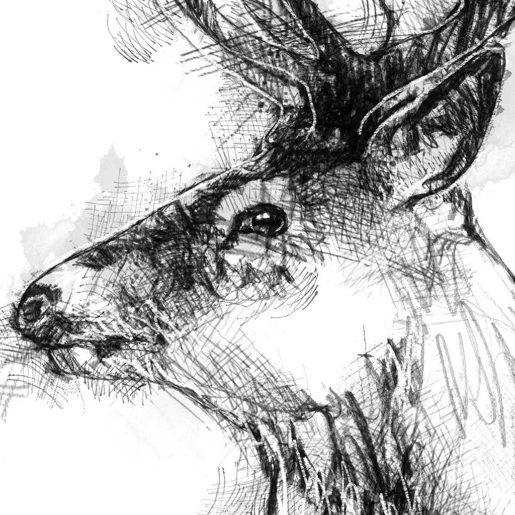 red deer sketch | SeanBriggs