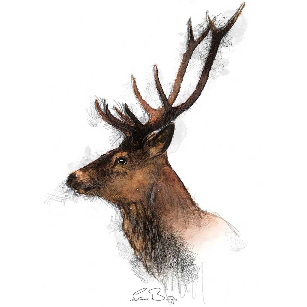 Red deer colour sketch | SeanBriggs