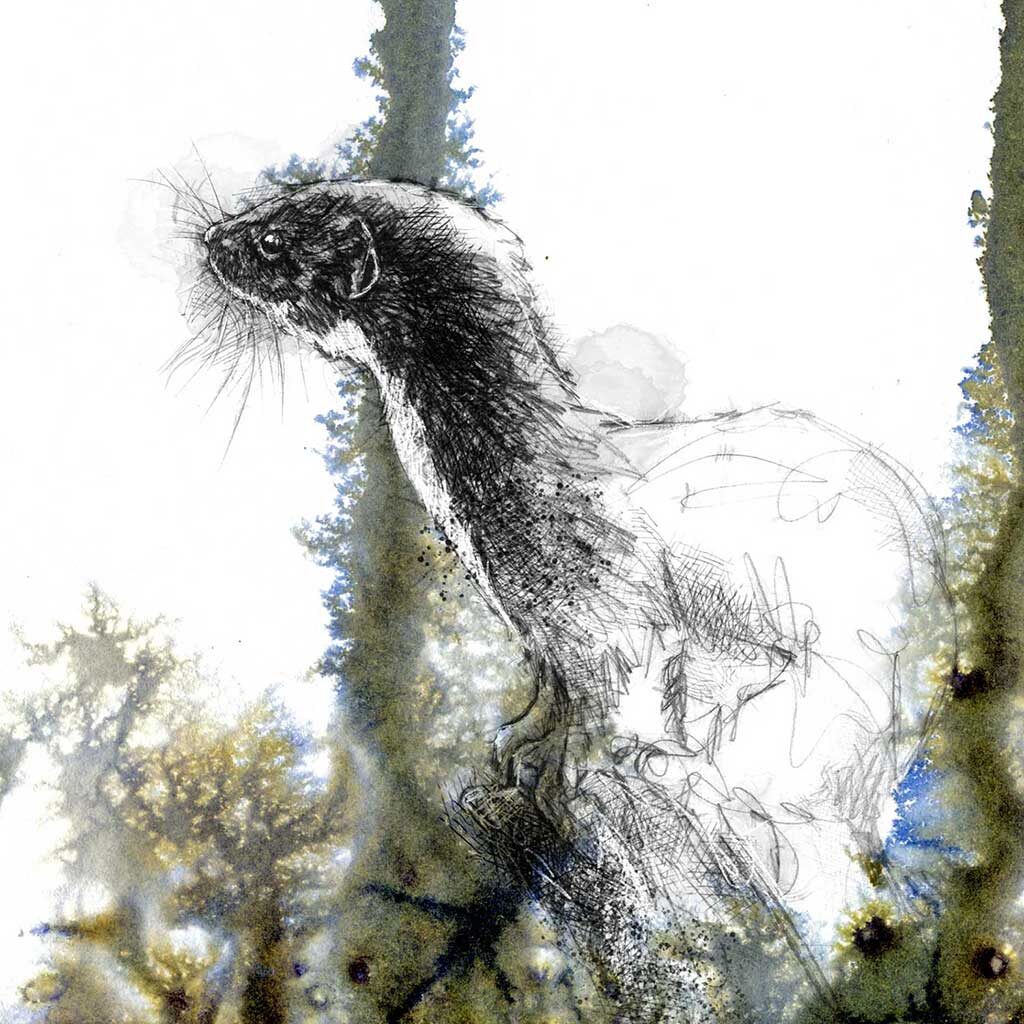 Weasel sketch | SeanBriggs