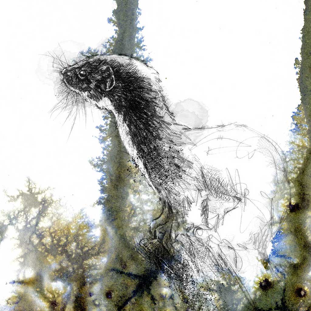 Weasel sketch | SeanBriggs