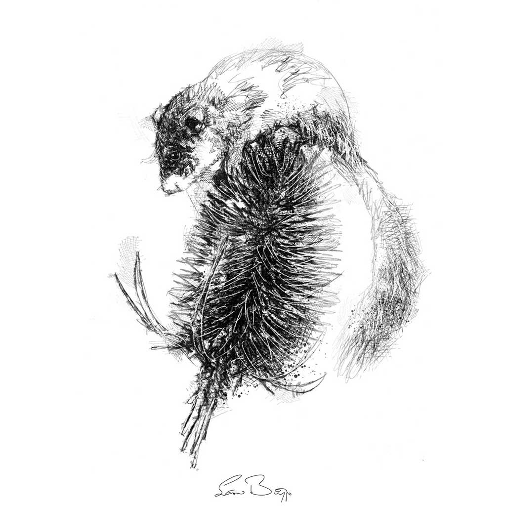 Dormouse sketch | SeanBriggs