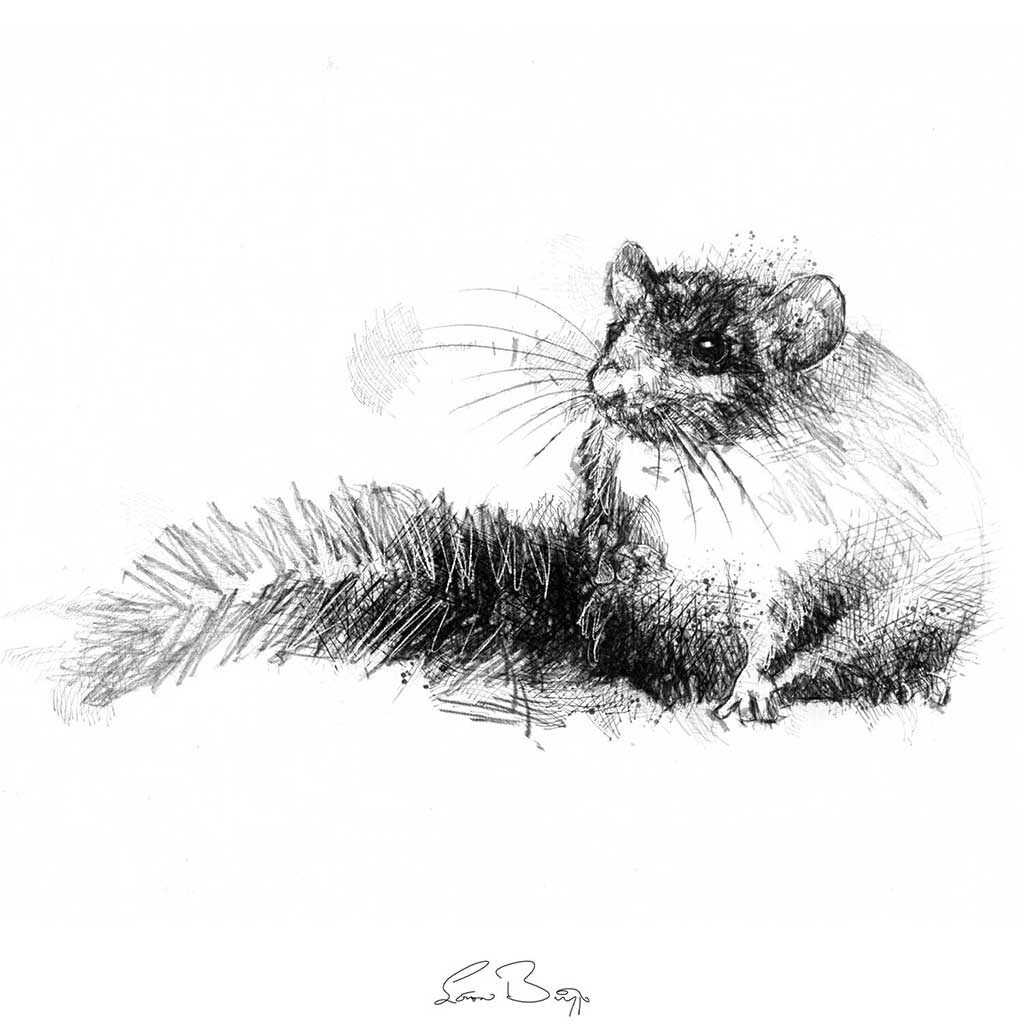 Edible dormouse sketch | SeanBriggs