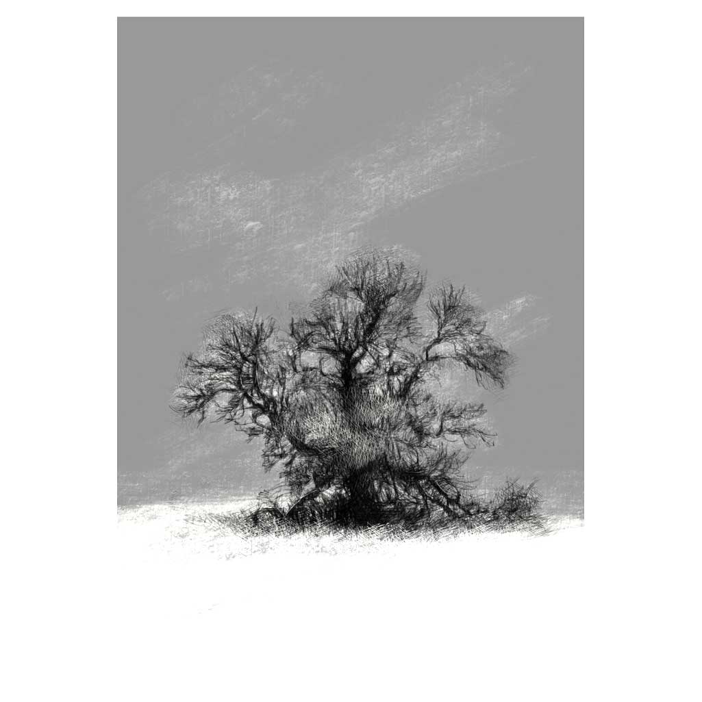 Snow tree sketch | SeanBriggs