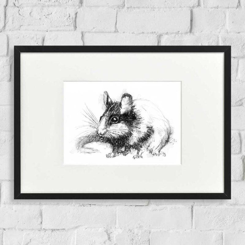 Garden dormouse sketch | SeanBriggs