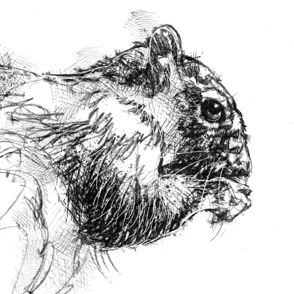 Grey squirrel sketch | SeanBriggs