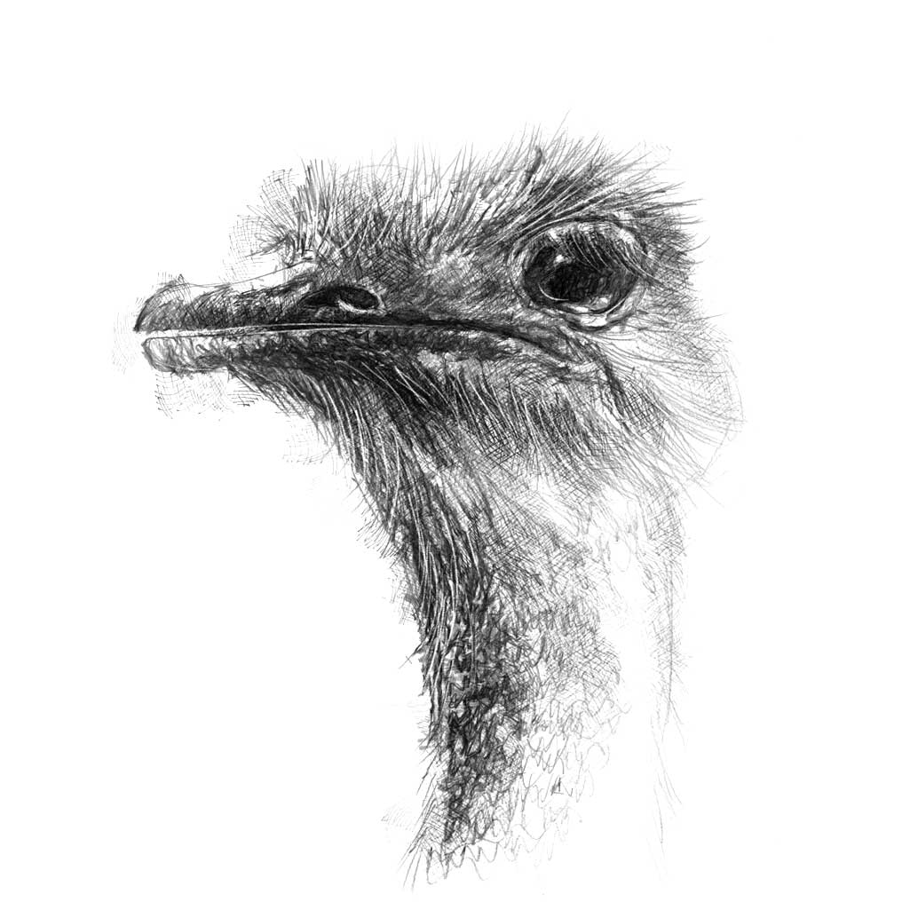 Ostrich sketch | SeanBriggs