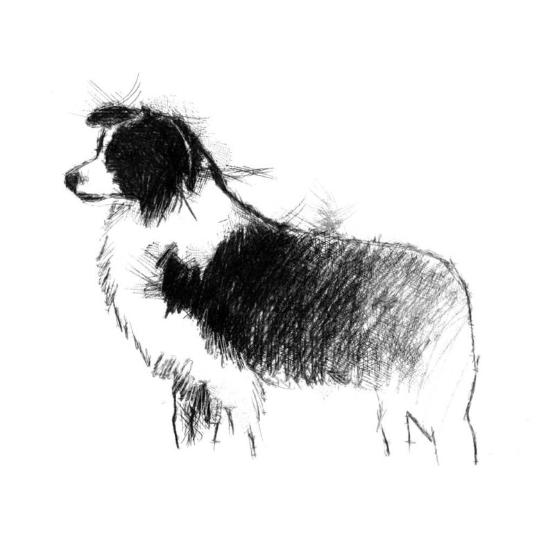 Border collie sketch | SeanBriggs