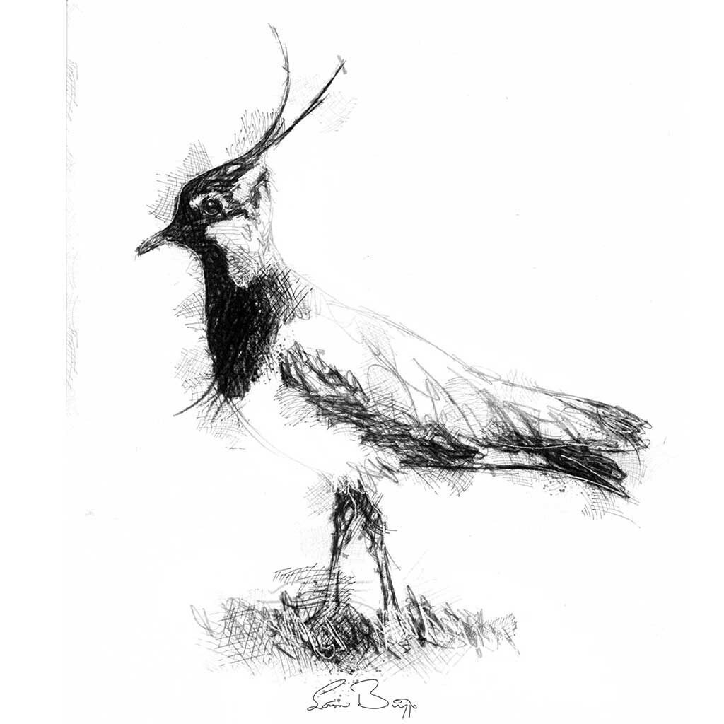 Lapwing sketch | SeanBriggs
