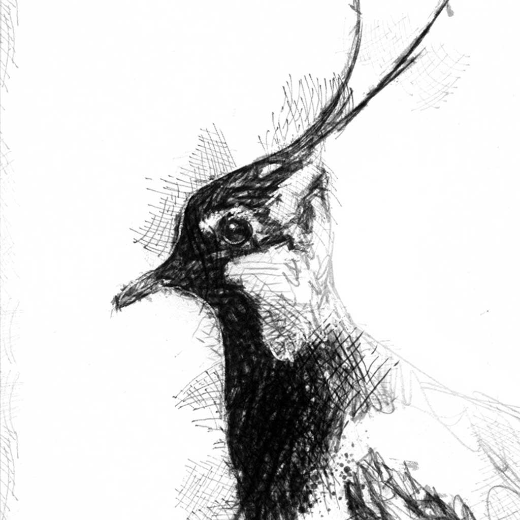 Lapwing sketch | SeanBriggs