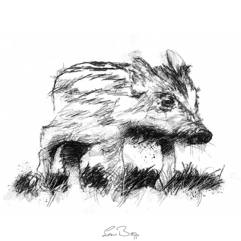 Wild animal sketches and drawings | SeanBriggs
