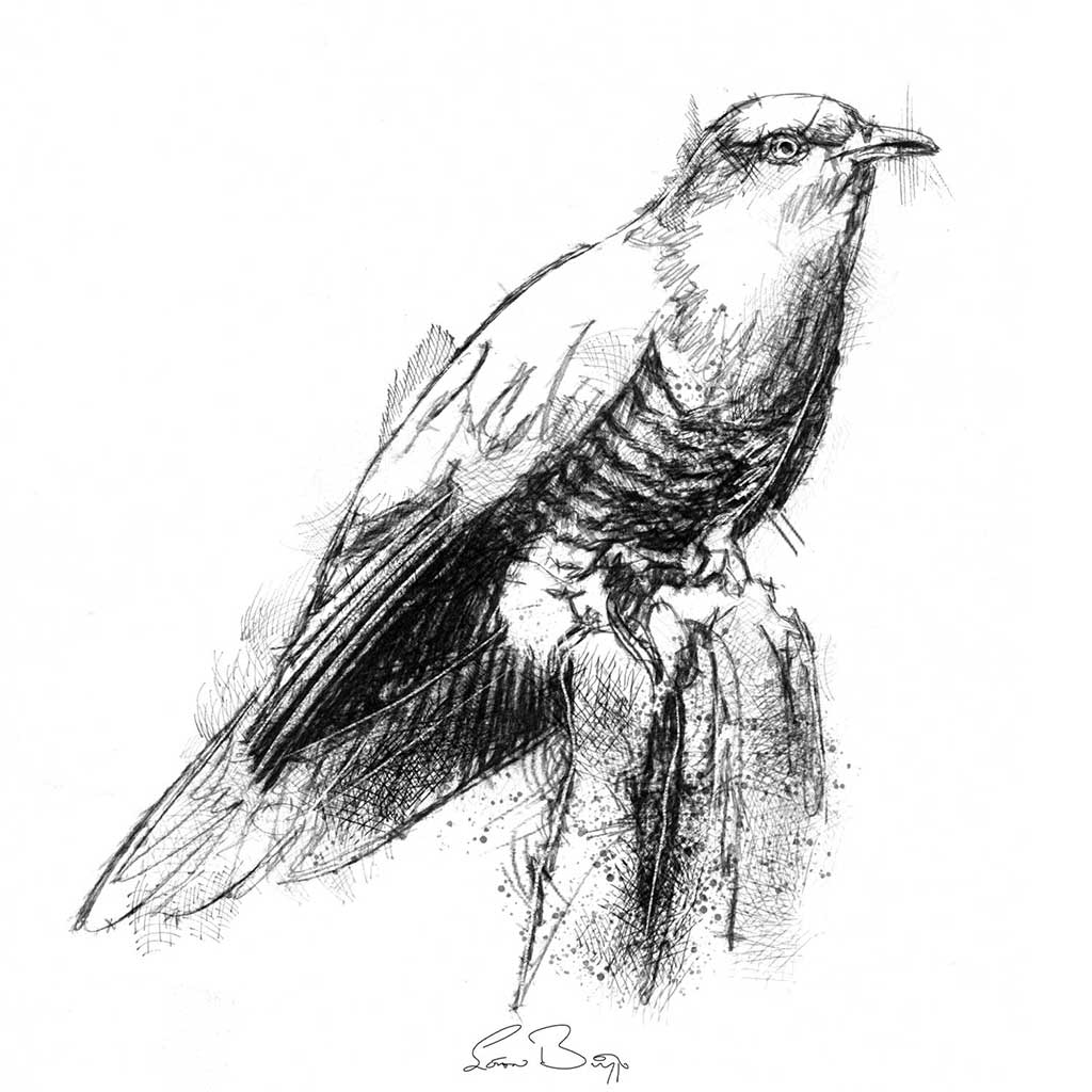 Cuckoo sketch | SeanBriggs