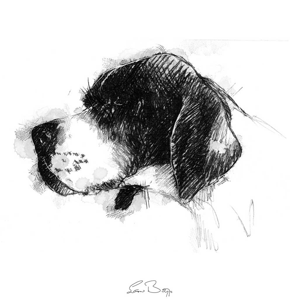 Pointer dog sketch | SeanBriggs