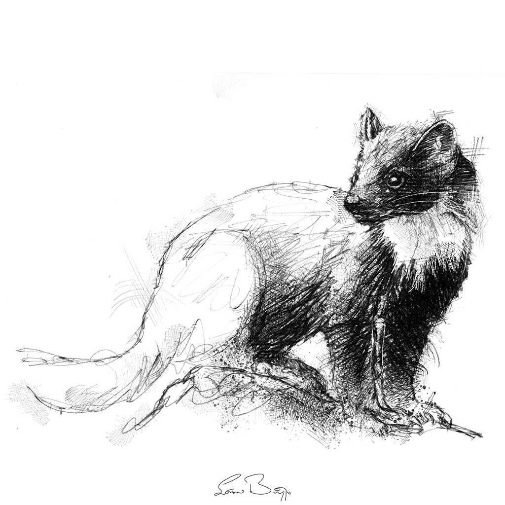 Pine marten sketch | SeanBriggs