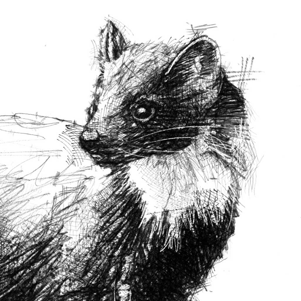 Pine marten sketch | SeanBriggs