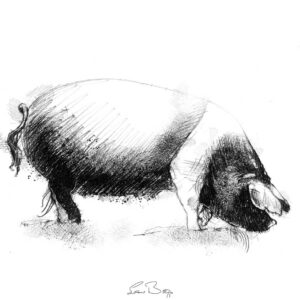 Saddleback pig sketch | SeanBriggs