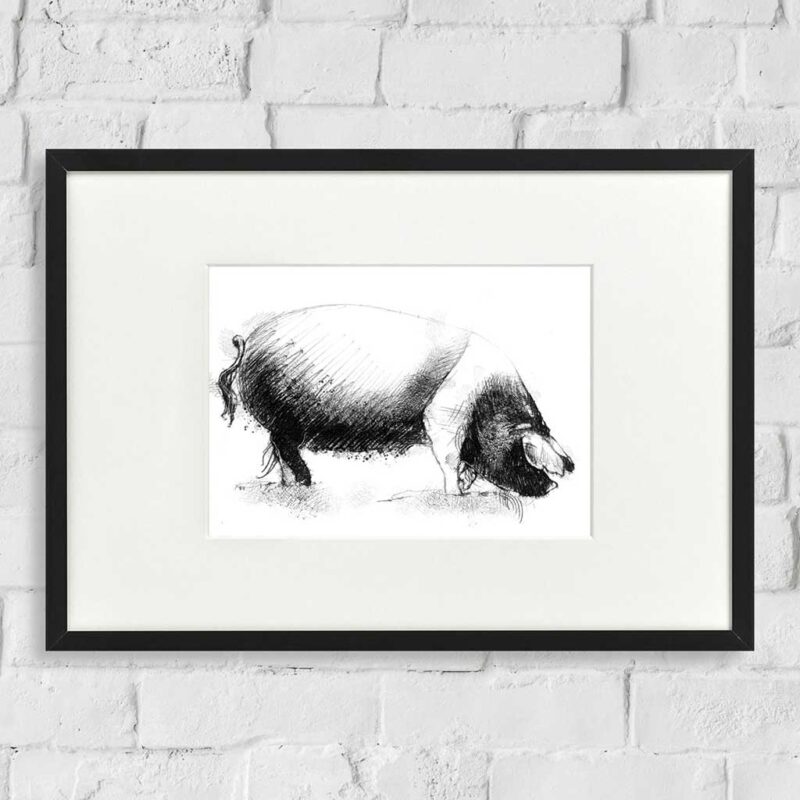 Saddleback pig sketch | SeanBriggs