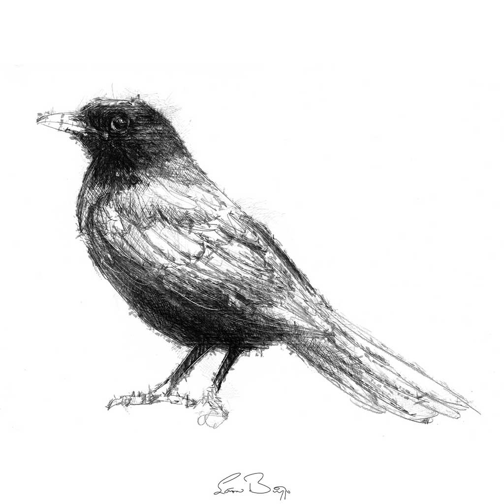 Blackbird sketch | SeanBriggs