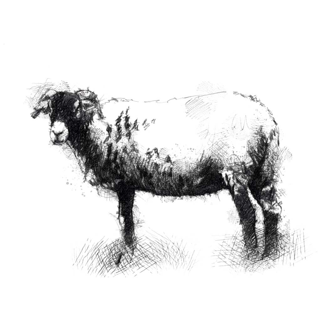 White nosed ewe sketch | SeanBriggs