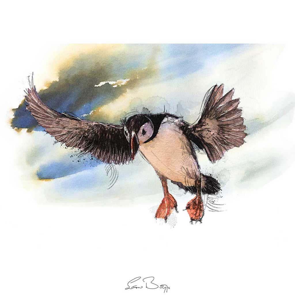 Puffin flight sketch | SeanBriggs
