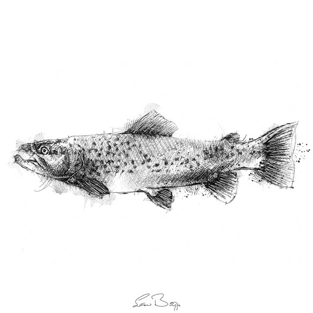 Brown trout sketch | SeanBriggs