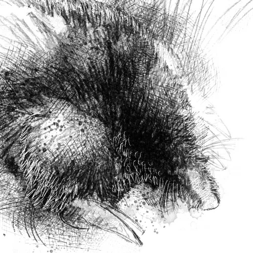 Common mole sketch | SeanBriggs
