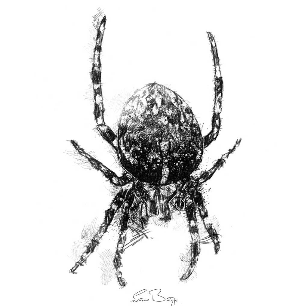 Orb web spider sketch | SeanBriggs
