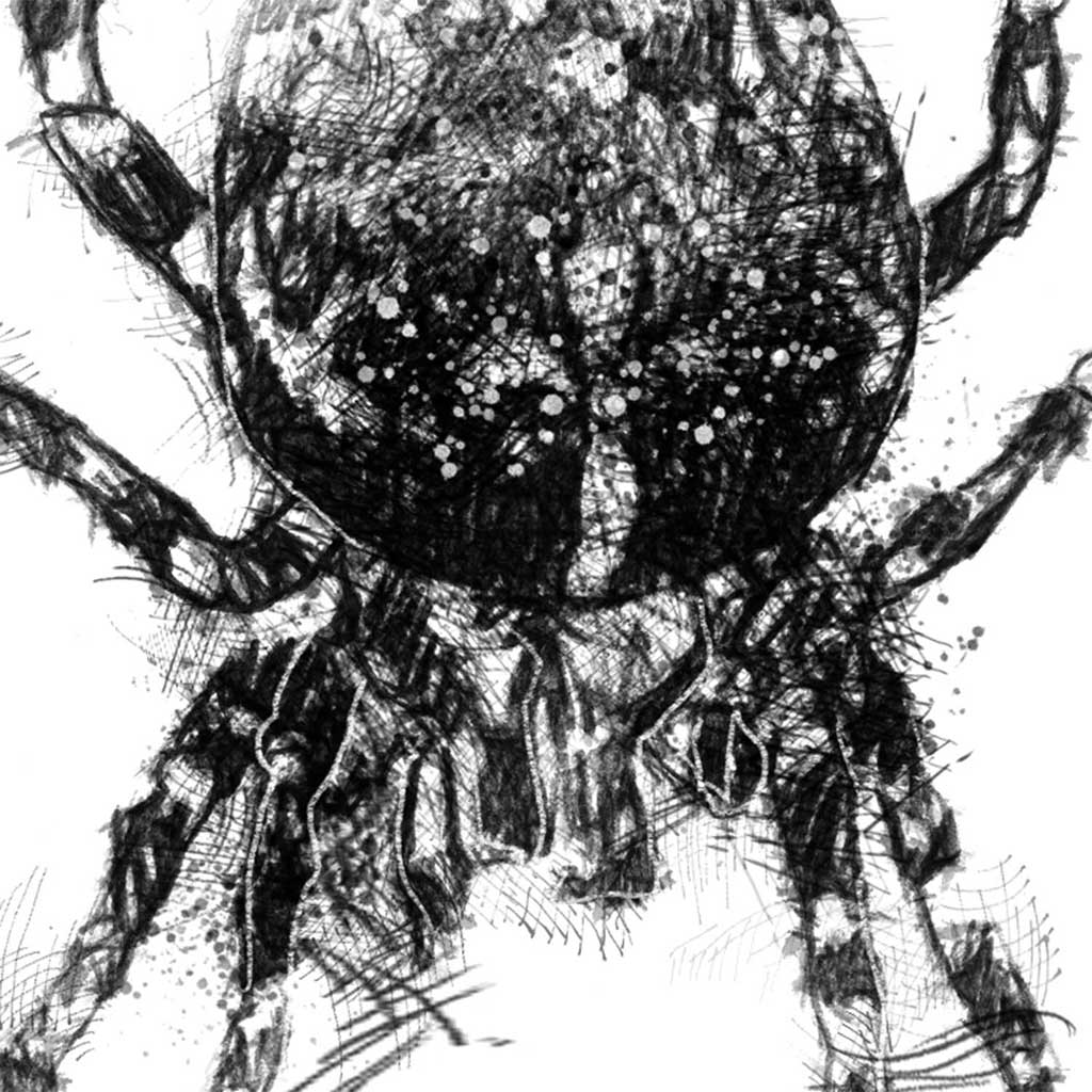 Orb web spider sketch | SeanBriggs