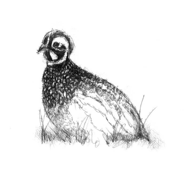 Little partridge sketch | SeanBriggs