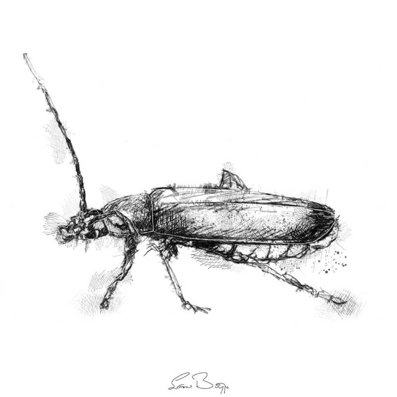 Soldier beetle sketch | SeanBriggs