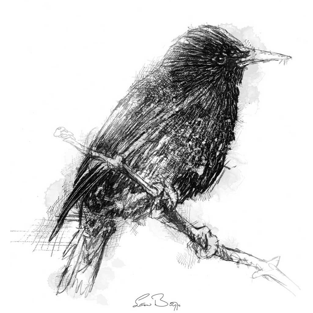 Starling sketch | SeanBriggs