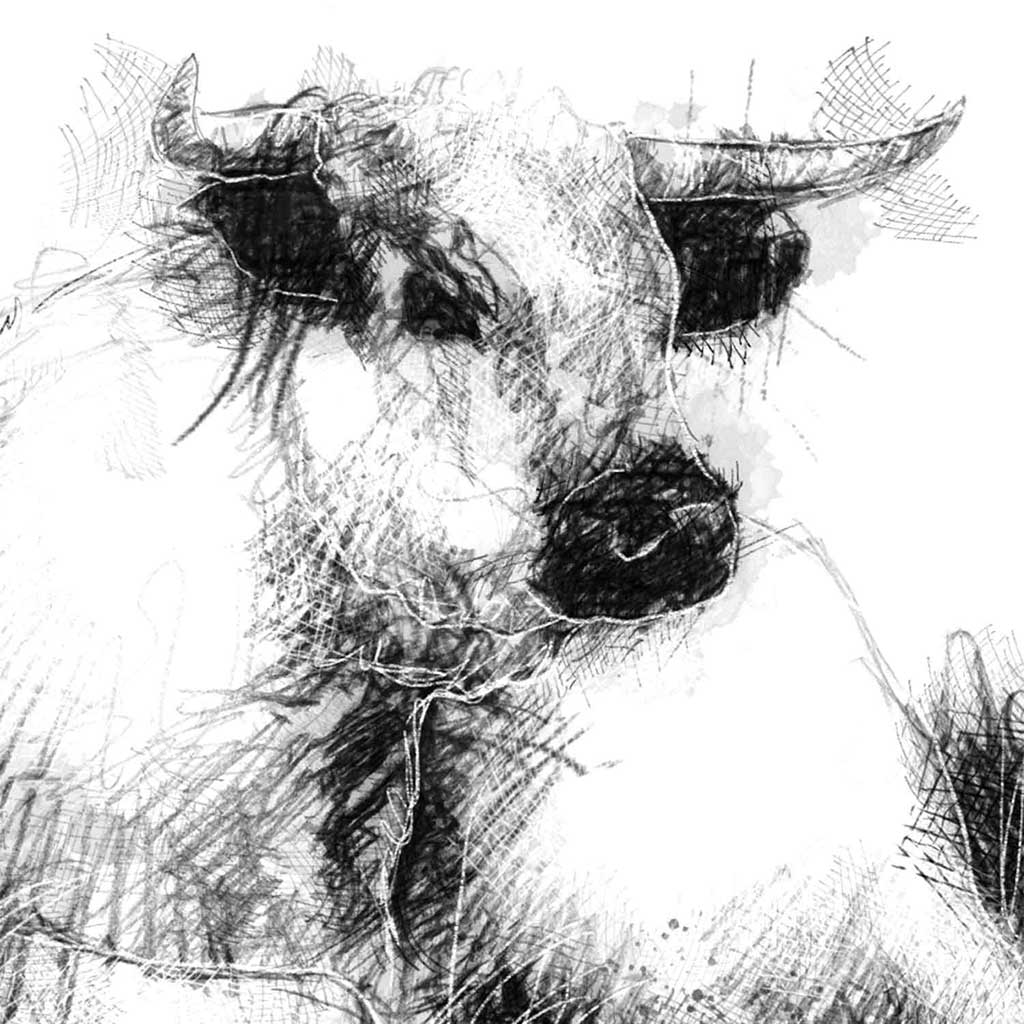 Vaynol cow sketch | SeanBriggs
