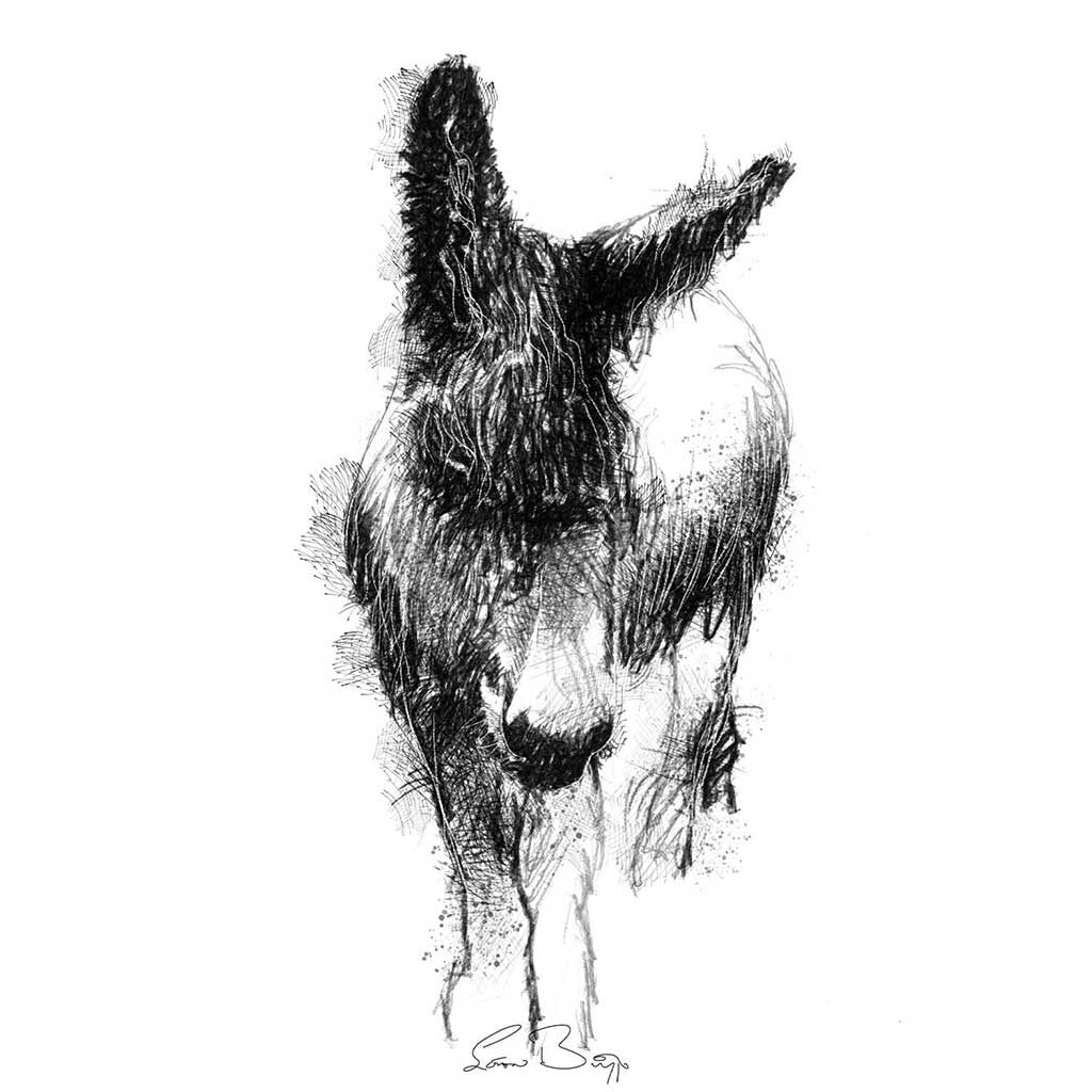Domestic animal sketches and drawings | SeanBriggs