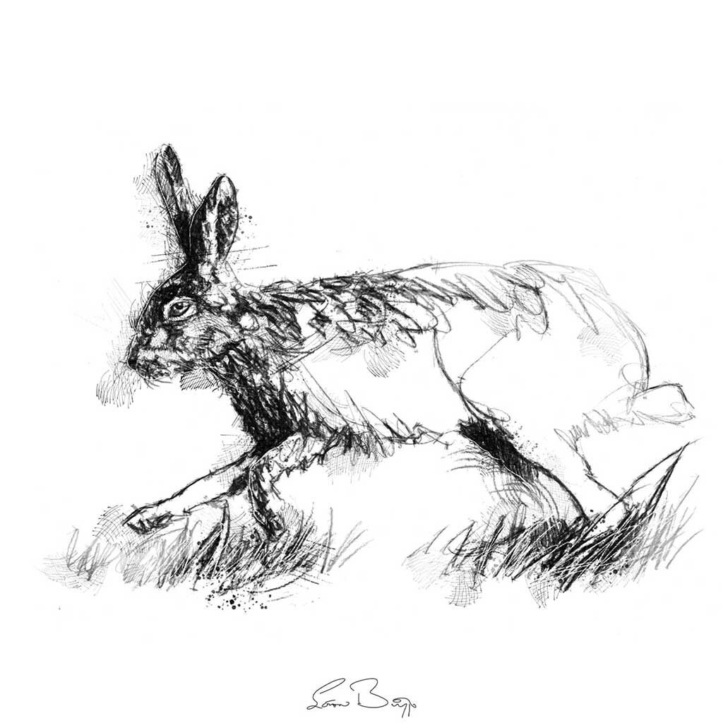 Brown hare run one-off sketch | SeanBriggs