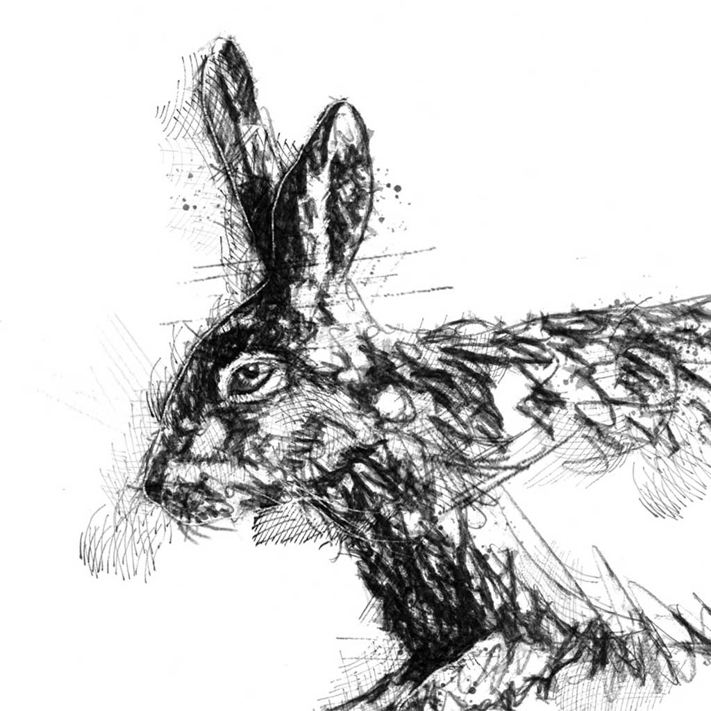 Brown hare run one-off sketch | SeanBriggs