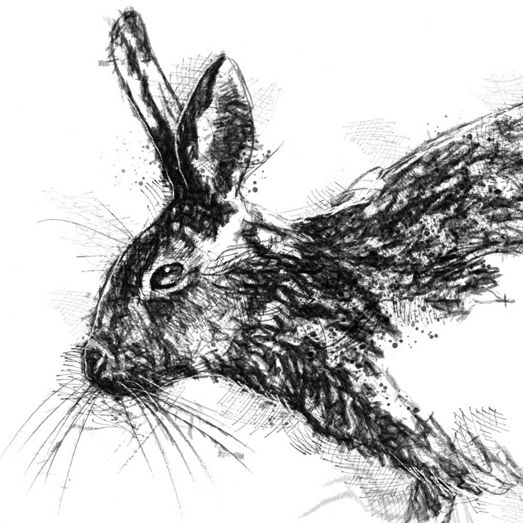 Brown hare run one-off sketch | SeanBriggs