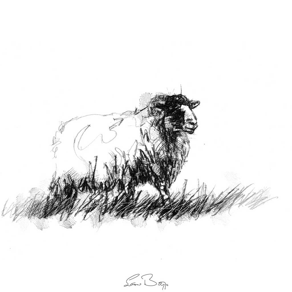 Sheep ewe sketch | SeanBriggs