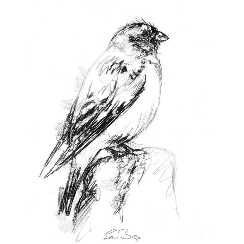 Bird sketches and drawings | SeanBriggs