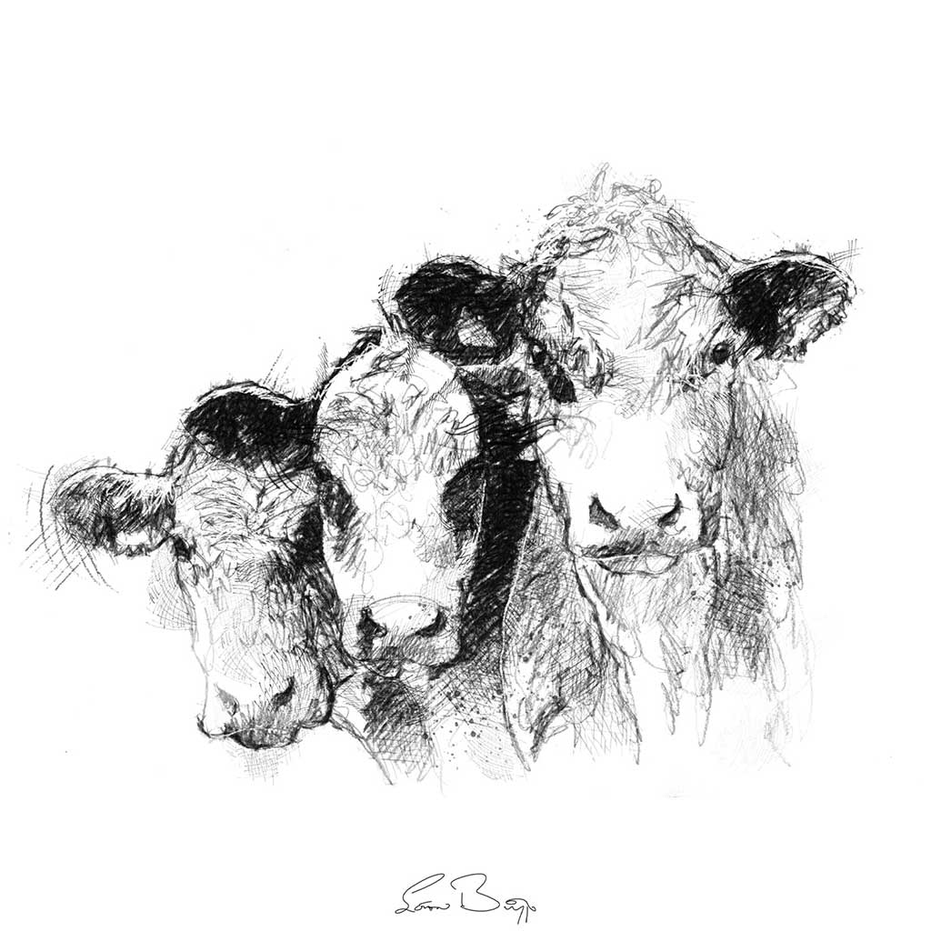 Three cows sketch | SeanBriggs