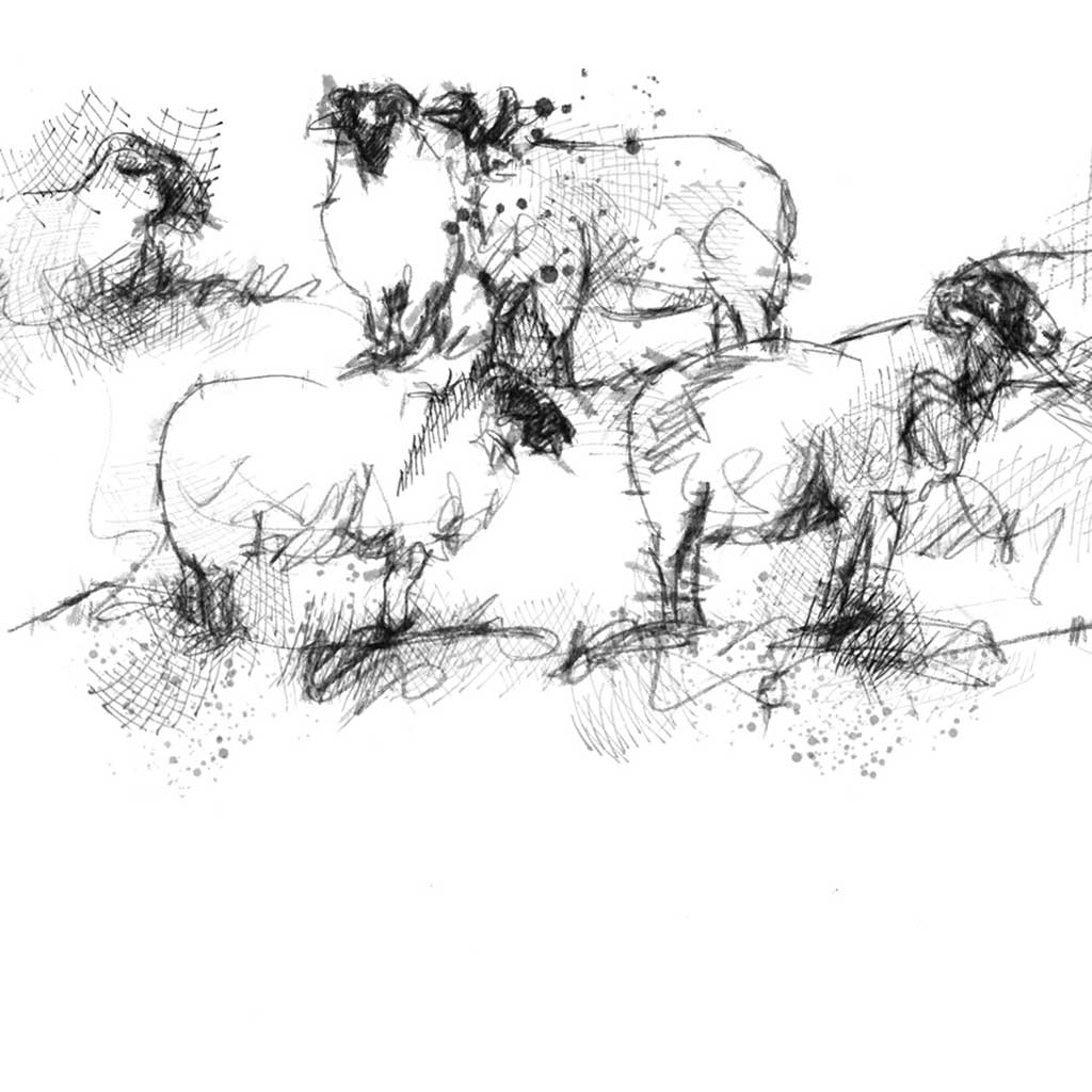 Line of sheep sketch | SeanBriggs