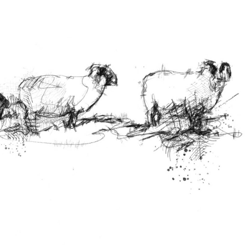 Sheep flock line sketch | SeanBriggs