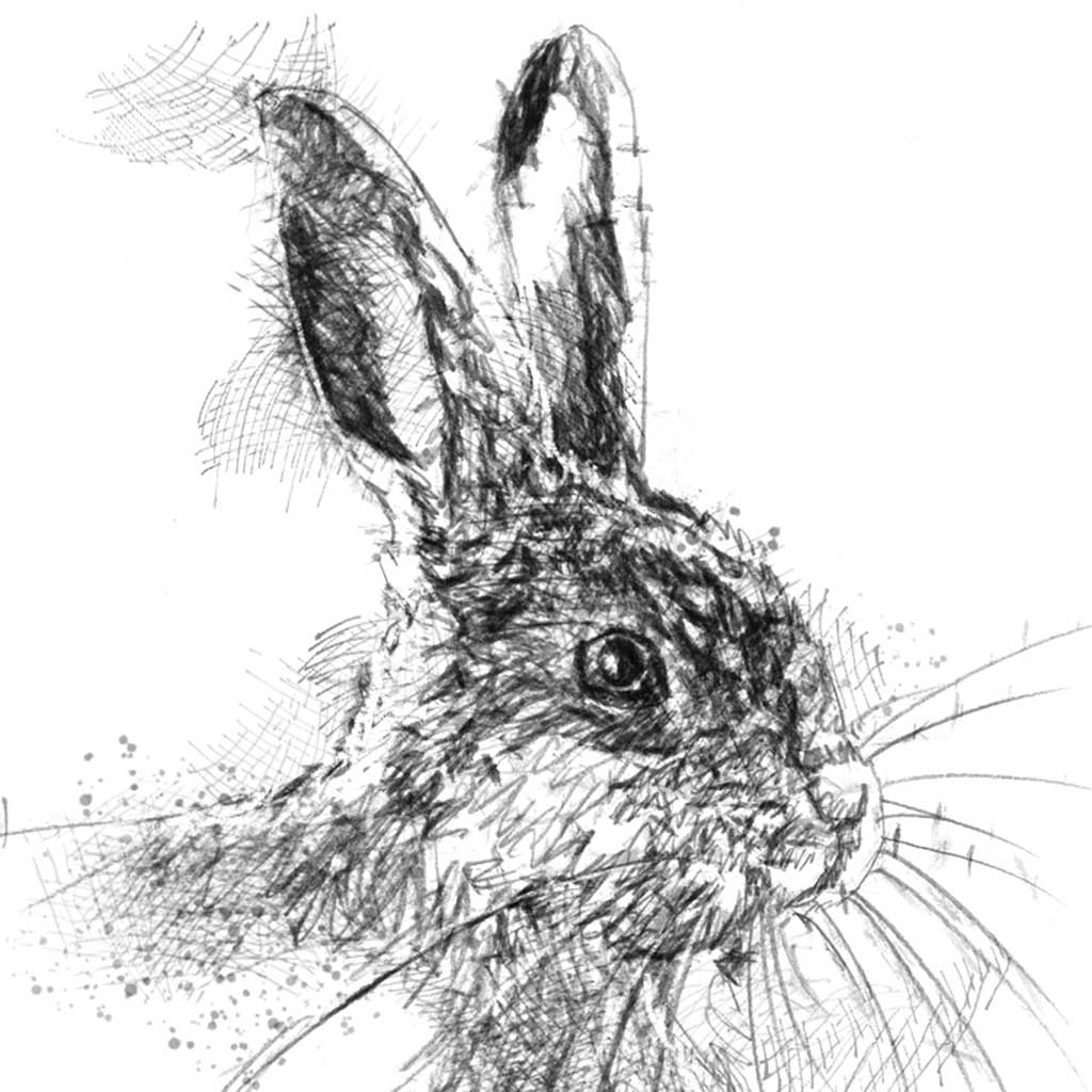 Young rabbit sketch | SeanBriggs