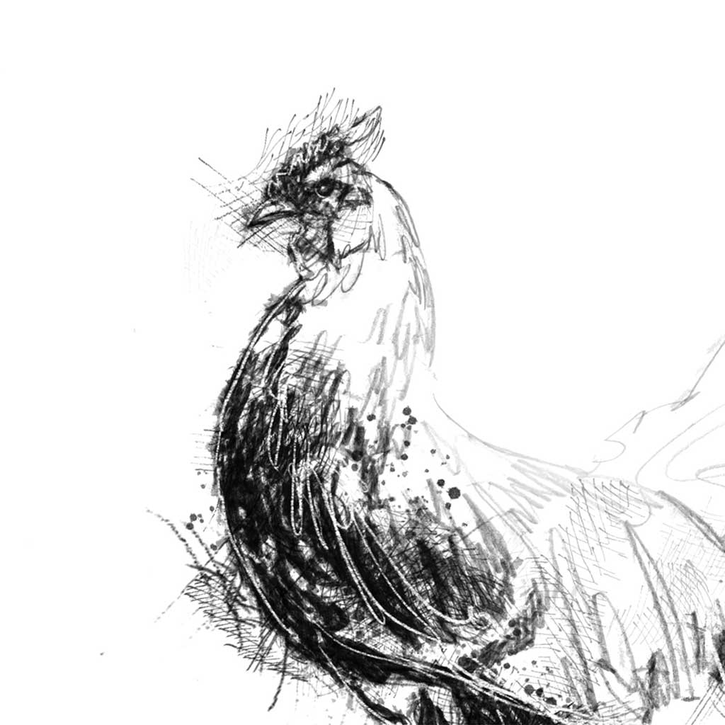 Strutting cock sketch | SeanBriggs