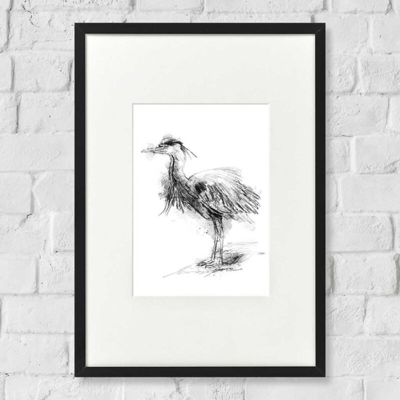 Grey heron scruff sketch | SeanBriggs