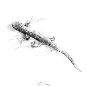 Common newt sketch | SeanBriggs