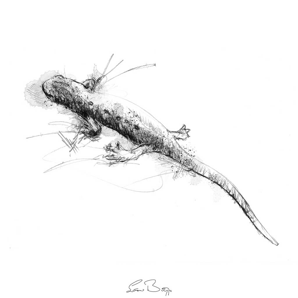 Common newt sketch | SeanBriggs