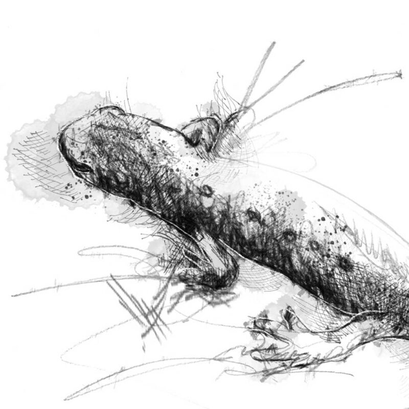 Common newt sketch | SeanBriggs