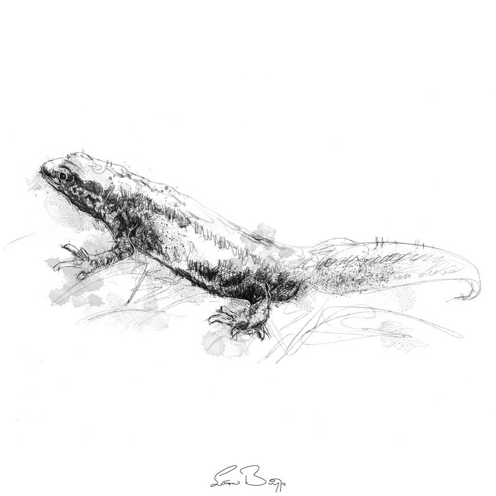 Crested newt sketch | SeanBriggs